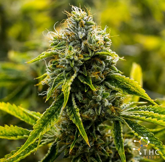 Our Strains – THC Design