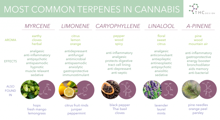 Cannabis Terpenes 101: Marijuana Terpene Chart | THC Design