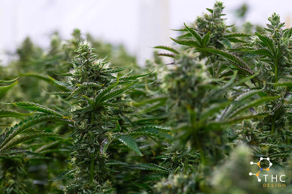 LAVENDER OG - Cannabis Strains - THC Design Cannabis Cultivator