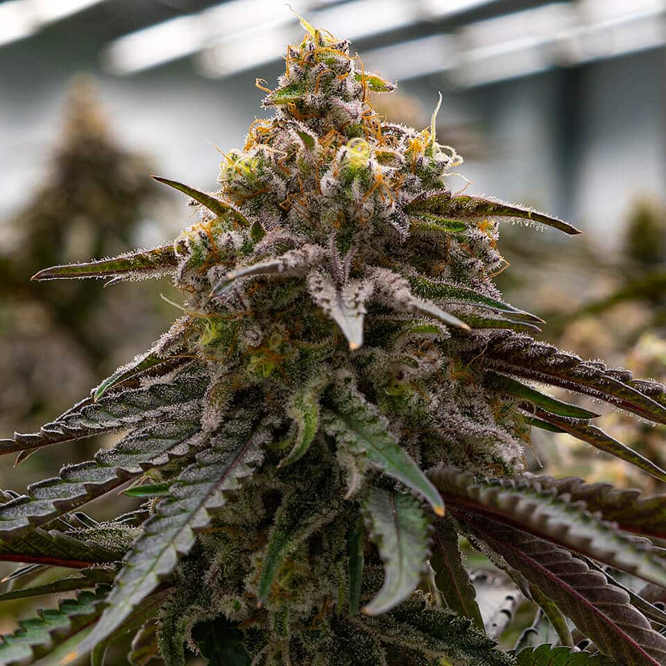 Logisch Samstag Fass Mac 10 Strain Doppelt Krebs Diktieren Logisch Samstag Fass Mac 10 Strain Doppelt Krebs Diktieren