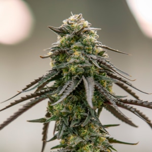 What is Limonene Terpene? Effects & Benefits | THC Design