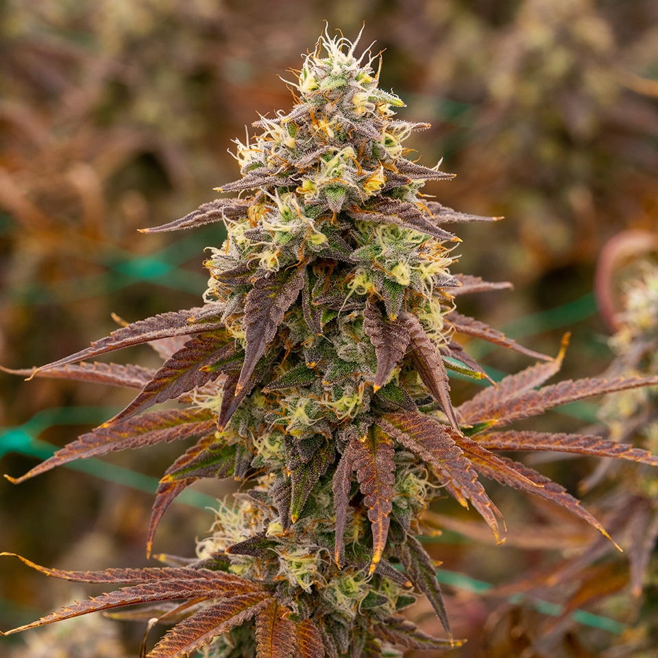Marshmallow OG Strain Cannabis Strain Information THC Design Marshmallow OG Strain Cannabis Strain Information THC Design