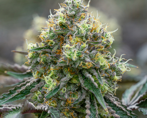 RS11 Strain aka Rainbow Sherbert #11 Strain Info - THC Design