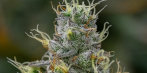 What is Limonene Terpene? Effects & Benefits | THC Design