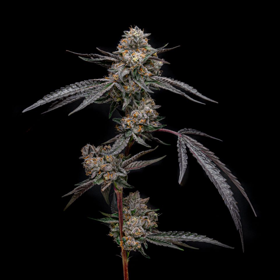 Guava Gas Strain Cannabis Strain Information THC Design Guava Gas Strain Cannabis Strain Information THC Design