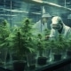 What is Myrcene Terpene | Strains, Effects, Dosage