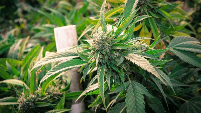 The 10 Highest THC Strains You'll Want to Try | THC Design